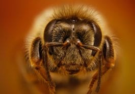 250+ Best Bee Names: Cute, Funny, & Unique Names For A Bee
