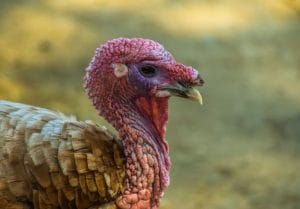 200+ Best Turkey Names: Unique Names For A Pet Turkey