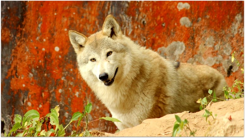 11 The Largest Wolves In The World: How They Behave, Live, And Hunt