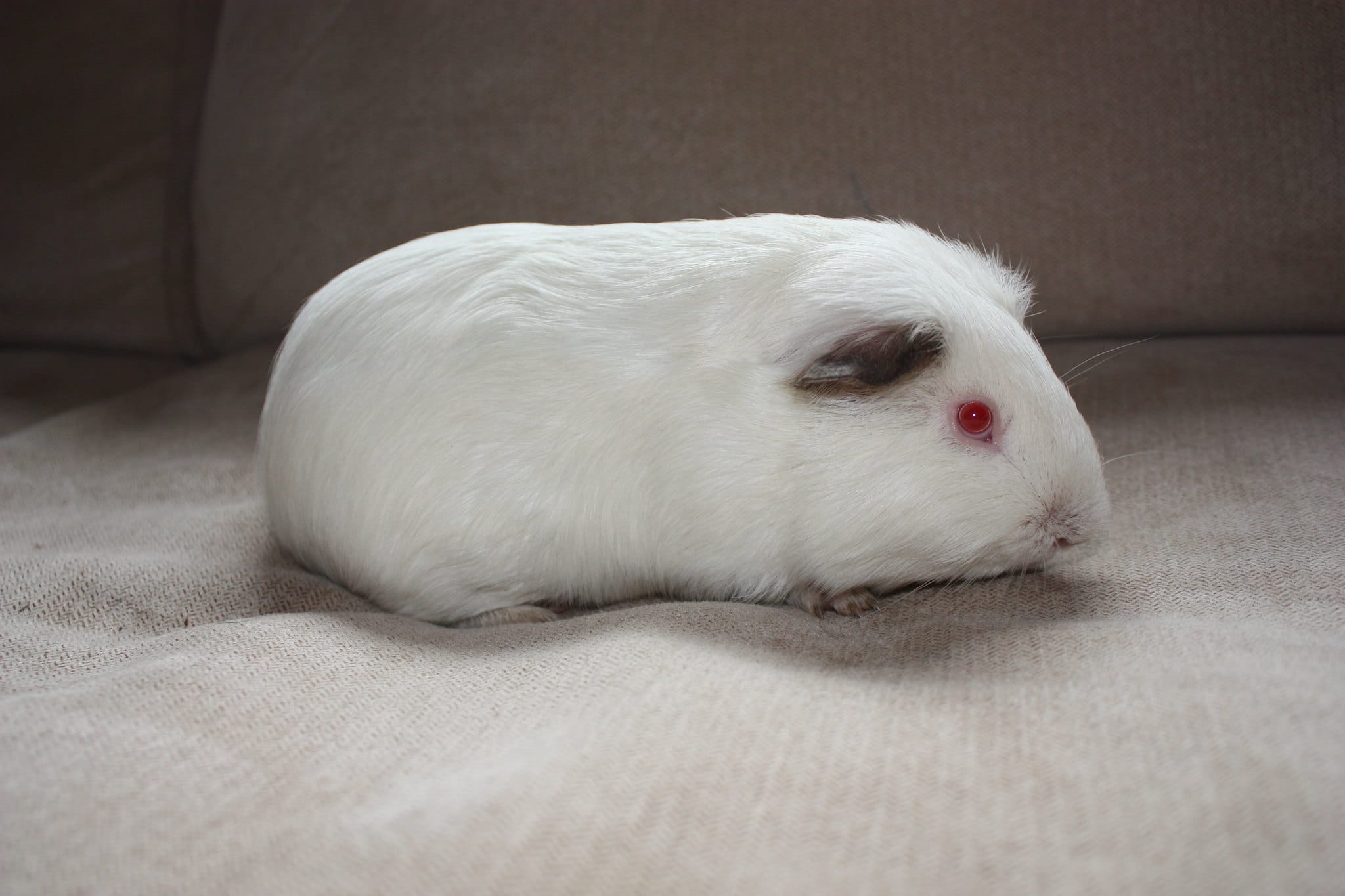 6 Facts About Black Guinea Pig That You Need to Know