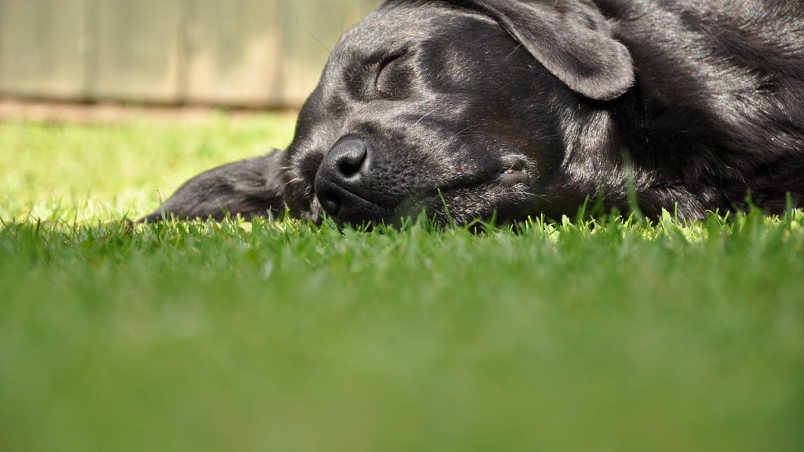 40+ Famous Cow Names - Cow Names From Cartoons, Movies, And More