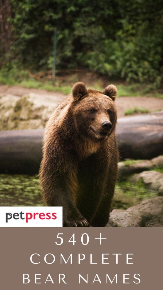 540+ Bear Names - Unique Name Ideas for Your Cuddly Cub