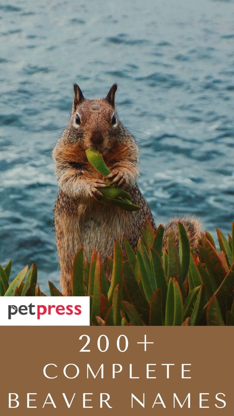 200+ Beaver Names: Unique, Cute, and Funny Names for Little Rodent