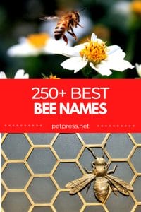 250+ Best Bee Names: Cute, Funny, & Unique Names For A Bee