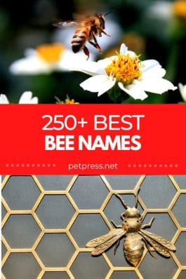 250+ Best Bee Names: Cute, Funny, & Unique Names For A Bee