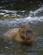 120+ Capybara Names - Cute and Unique Names for Your Capybara