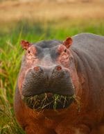 Hippo Names: A Comprehensive List of 200+ Cute Hippopotamus Names
