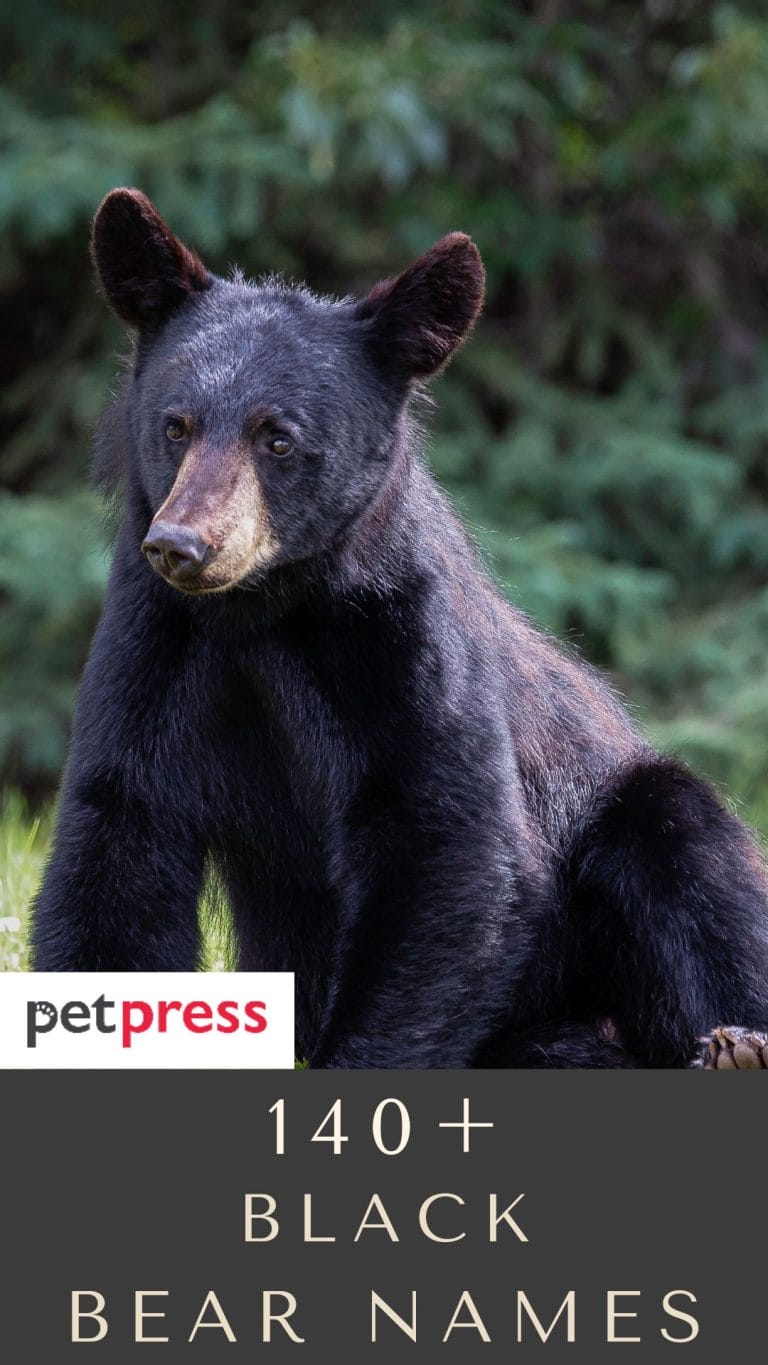 140+ Black Bears Names: Creative Name Ideas for Furry Black Baby Bear