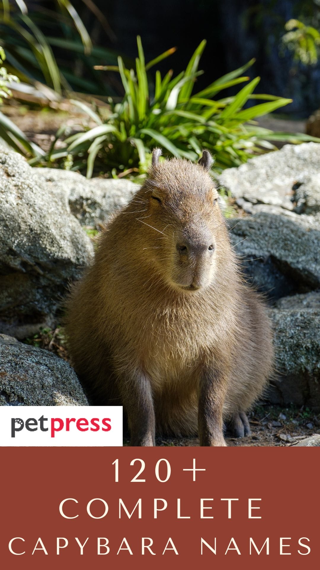 120+ Capybara Names - Cute and Unique Names for Your Capybara