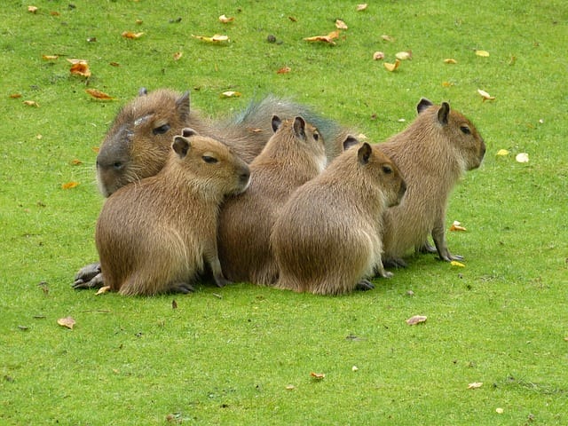 Do Capybaras Make Good Pets? Pros and Cons of Owning a Capybara
