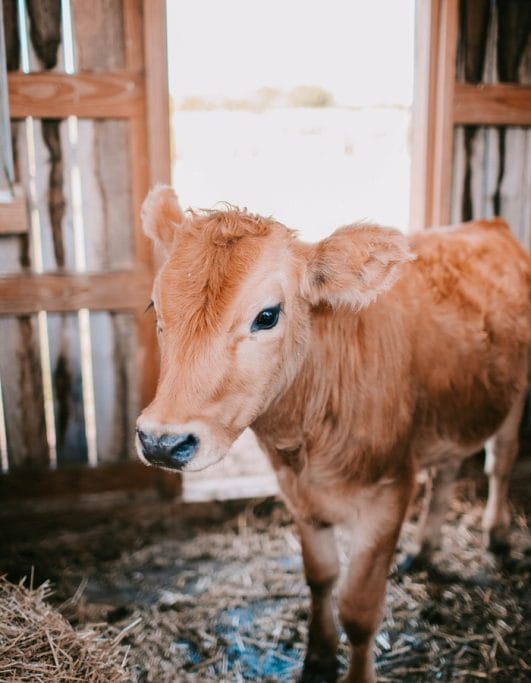 500 Farm Animal Names: Comprehensive Name Ideas For Farm Animals!