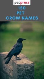 150 Pet Crow Names to Start Calling Your New Feather Companion