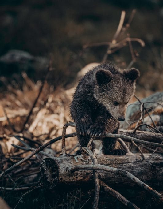 540+ Bear Names - Unique Name Ideas for Your Cuddly Cub