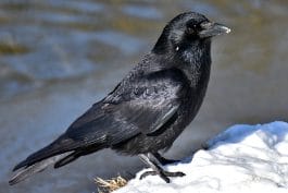 150 Pet Crow Names to Start Calling Your New Feather Companion
