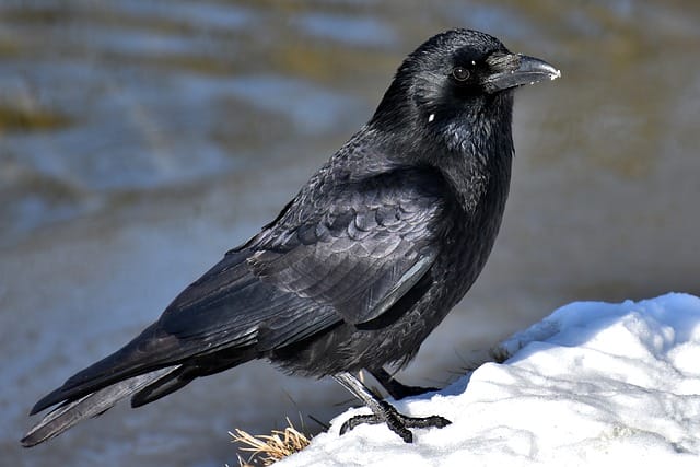 150 Pet Crow Names to Start Calling Your New Feather Companion
