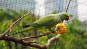 70 Creative Green Parakeet Names For Your Cute Green Feathered Friend