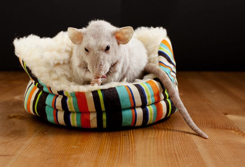 8 Hairless Rat Facts: What You Need to Know About These Rats