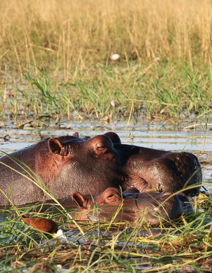 Hippo Names: A Comprehensive List of 200+ Cute Hippopotamus Names