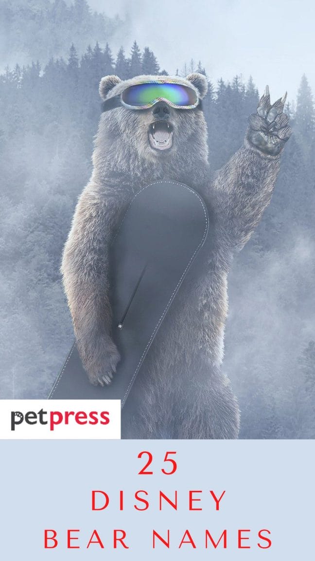 25 Disney Inspired Bear Names That Are Adorable to Inspire You