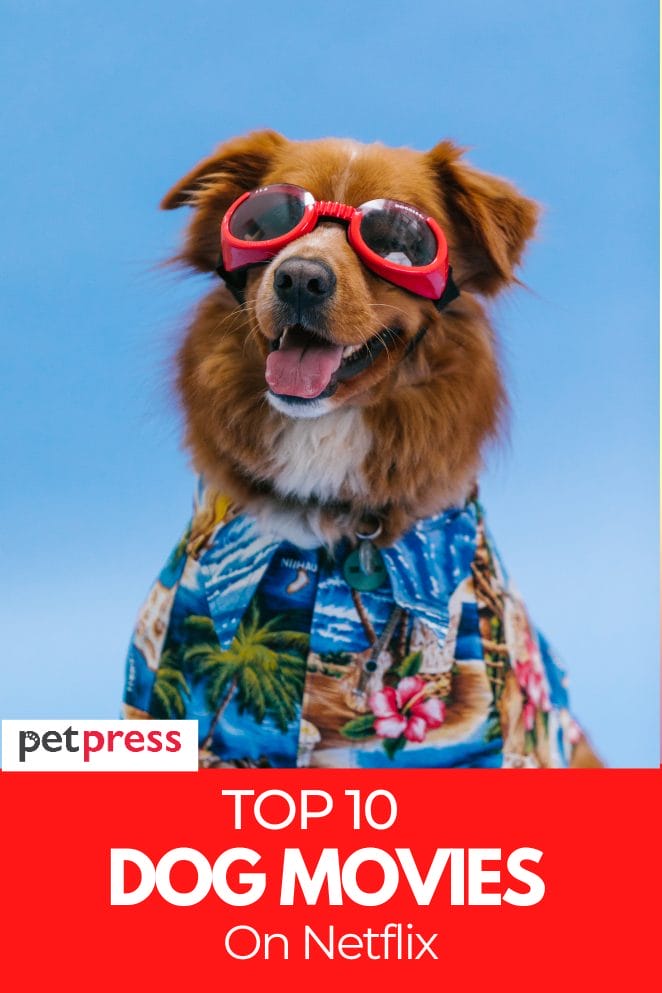 Top 10 Dog Movies on Netflix You Don't Want to Miss