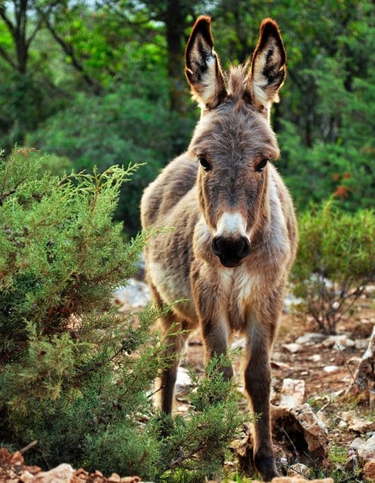 500 Farm Animal Names: Comprehensive Name Ideas For Farm Animals!