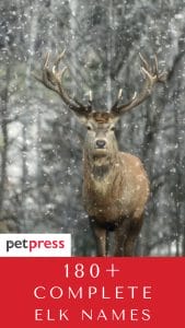 Elk Names: A 180+ List of Funny, Cute, and Clever Names for Elk