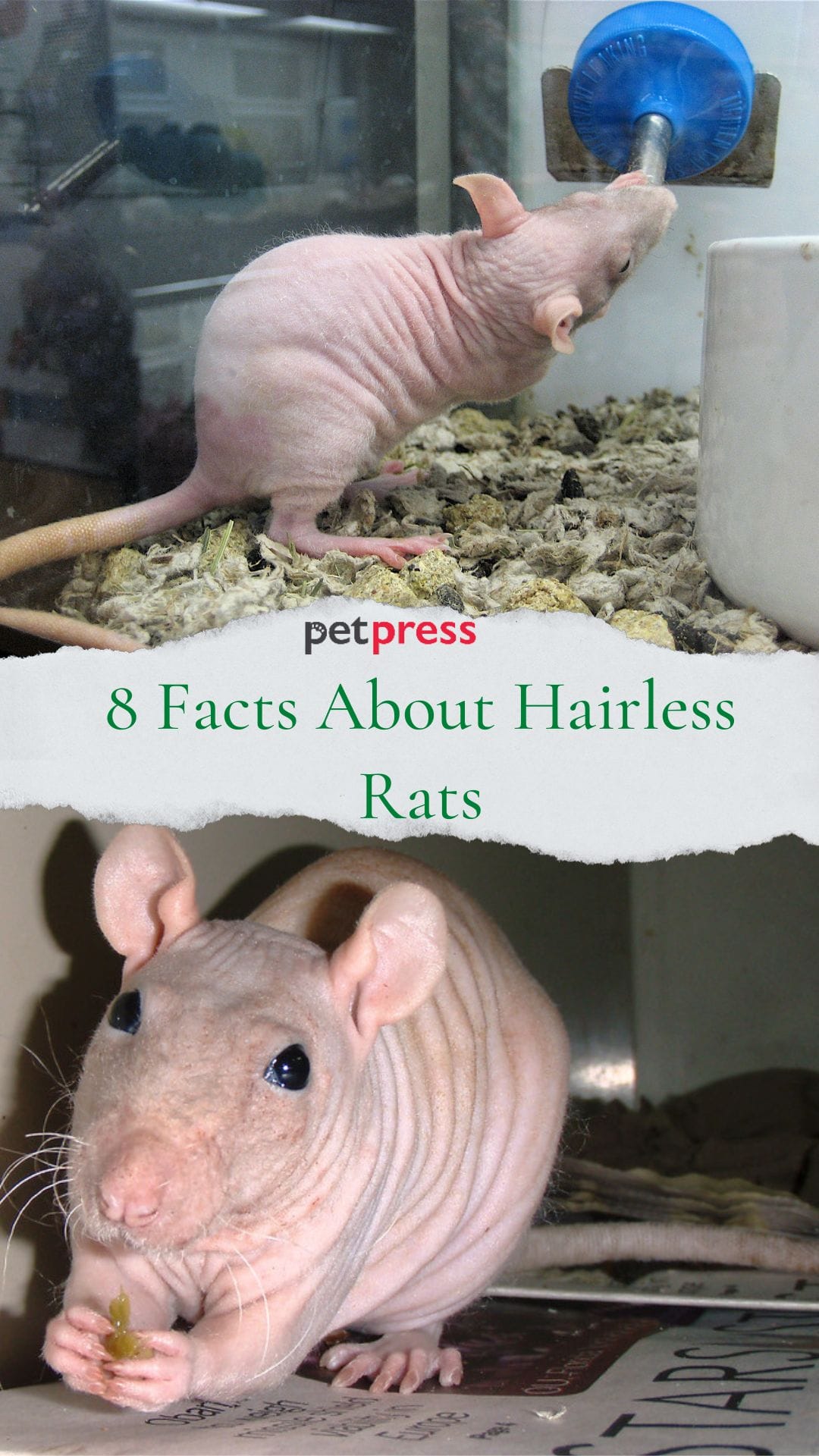 8 Hairless Rat Facts: What You Need to Know About These Rats
