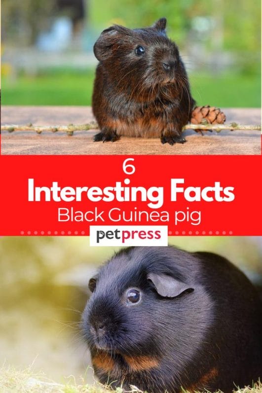 6 Facts About Black Guinea Pig That You Need to Know