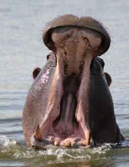 Hippo Names: A Comprehensive List of 200+ Cute Hippopotamus Names