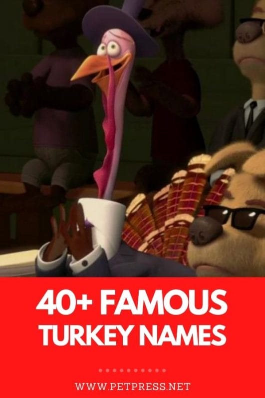 40+ Famous Turkey Names: Unique Turkey Names To Consider