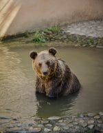 540+ Bear Names - Unique Name Ideas for Your Cuddly Cub