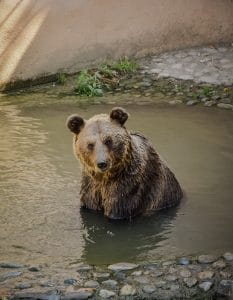 540+ Bear Names - Unique Name Ideas for Your Cuddly Cub