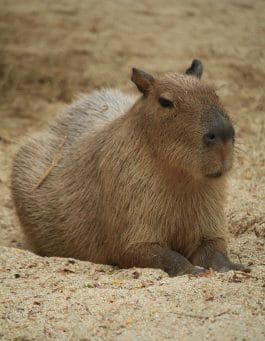 120+ Capybara Names - Cute and Unique Names for Your Capybara