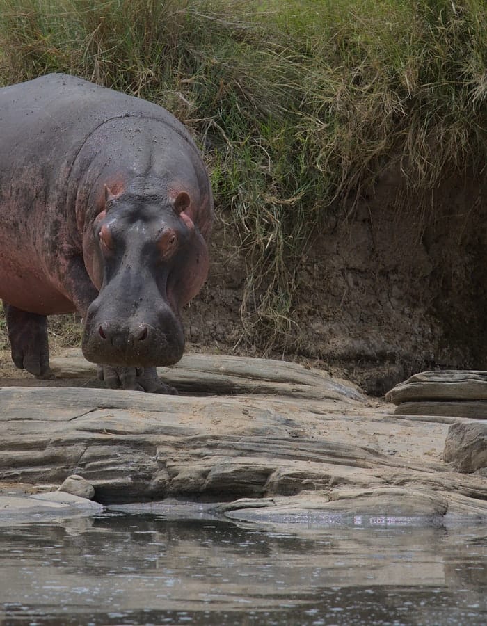 Hippo Names: A Comprehensive List of 200+ Cute Hippopotamus Names