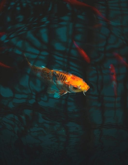 170+ Japanese Fish Names With Meanings For Your Pet Fishes