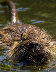 200+ Beaver Names: Unique, Cute, and Funny Names for Little Rodent