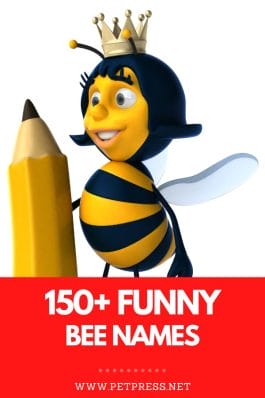 150+ Funny Bee Names: Unique and Hilarious Names for a Bee