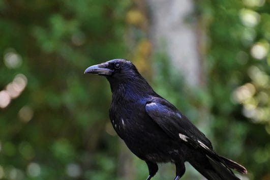 150 Pet Crow Names to Start Calling Your New Feather Companion