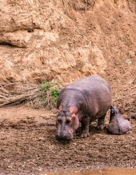 Hippo Names: A Comprehensive List of 200+ Cute Hippopotamus Names