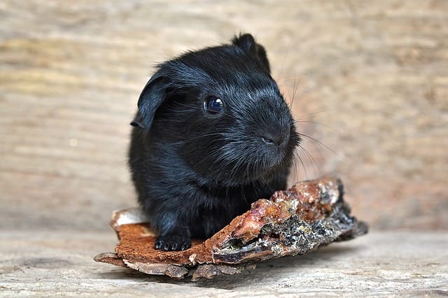 6 Facts About Black Guinea Pig That You Need to Know