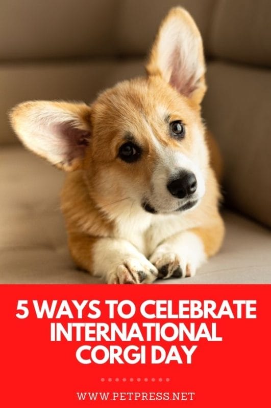 5 Ways to Celebrate International Corgi Day: Corgi Facts and Trivia