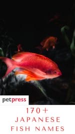170+ Japanese Fish Names With Meanings For Your Pet Fishes