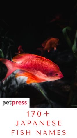 170+ Japanese Fish Names With Meanings For Your Pet Fishes
