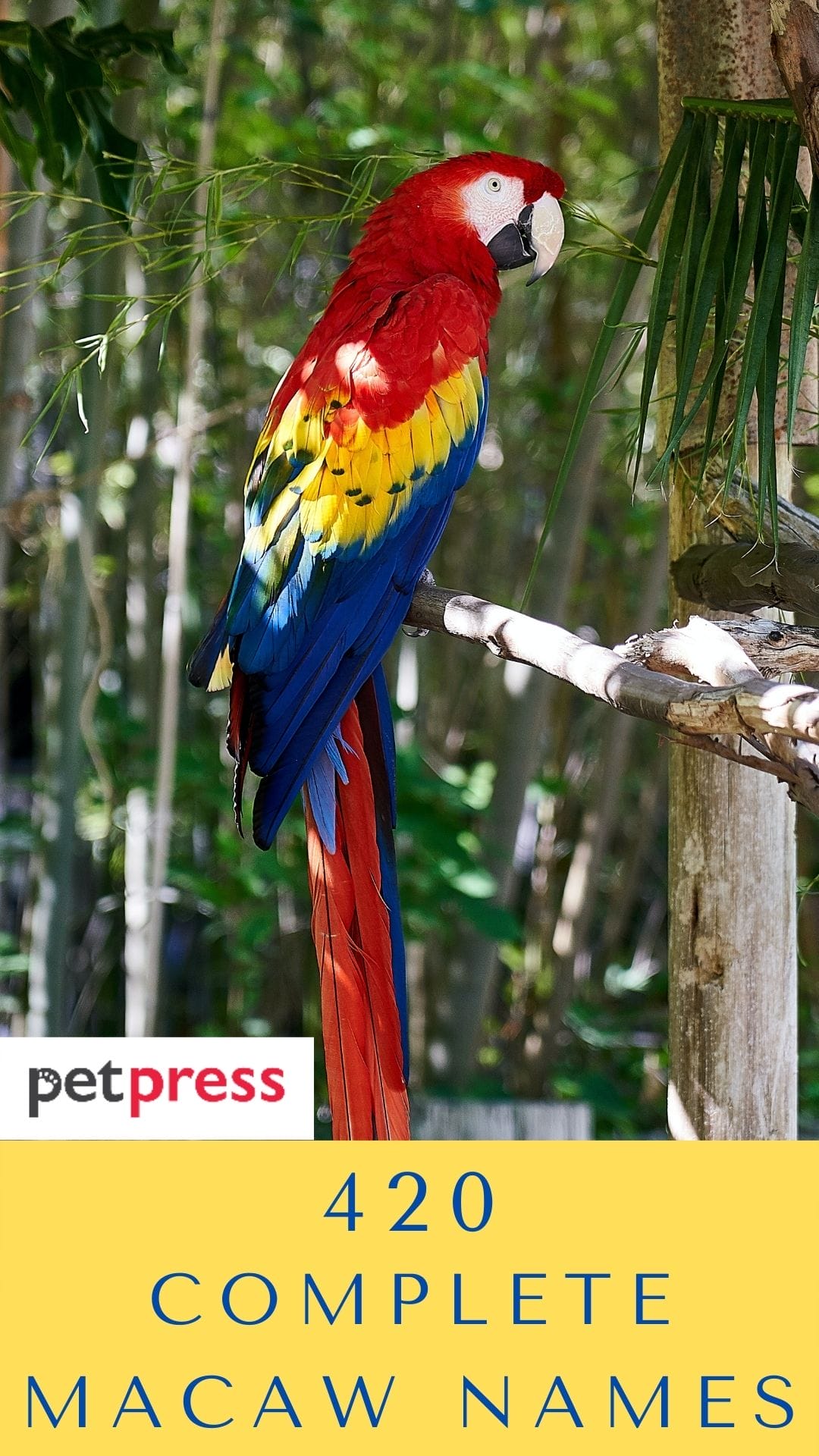 Macaw Names: 420 Ultimate List to Choosing a Name for Your Pet Macaw