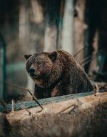 540+ Bear Names - Unique Name Ideas for Your Cuddly Cub