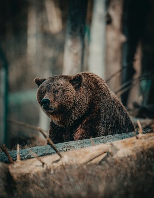 540+ Bear Names - Unique Name Ideas for Your Cuddly Cub