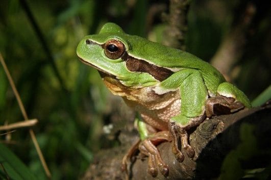 110+ Green Frog Names - Comprehensive List For Your Frog Pet