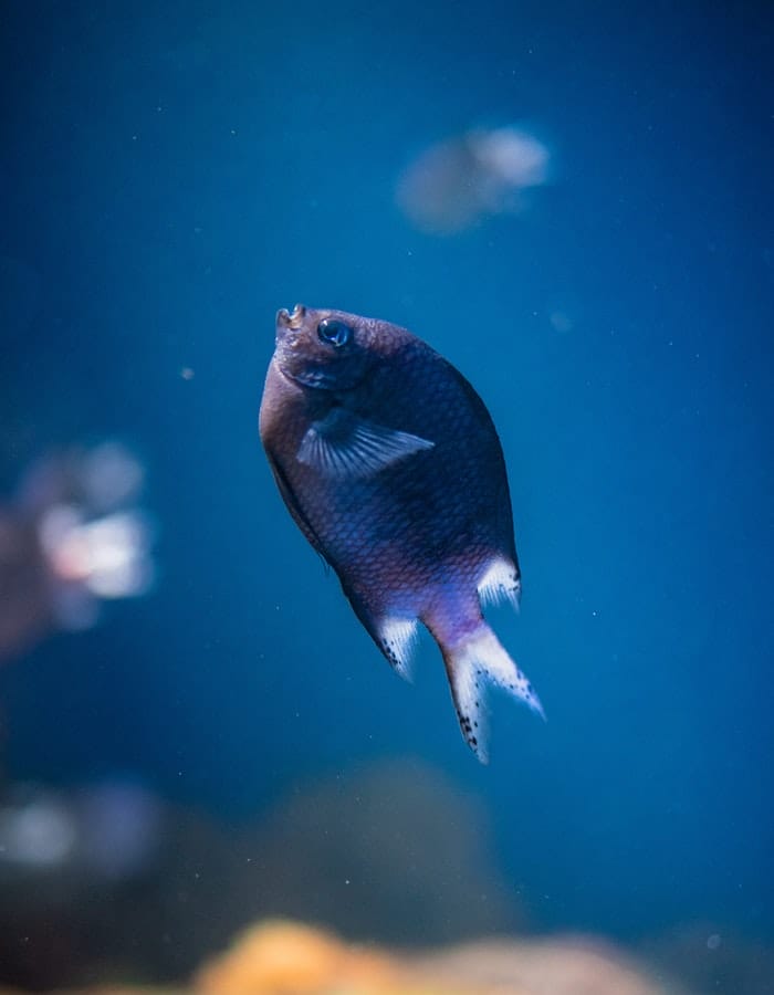 130+ Weird Fish Names - Unusual Fish Name Ideas For Your Pet Fishes