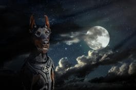 60 Creative Moon Inspired Dog Names For Your Cute Pooch