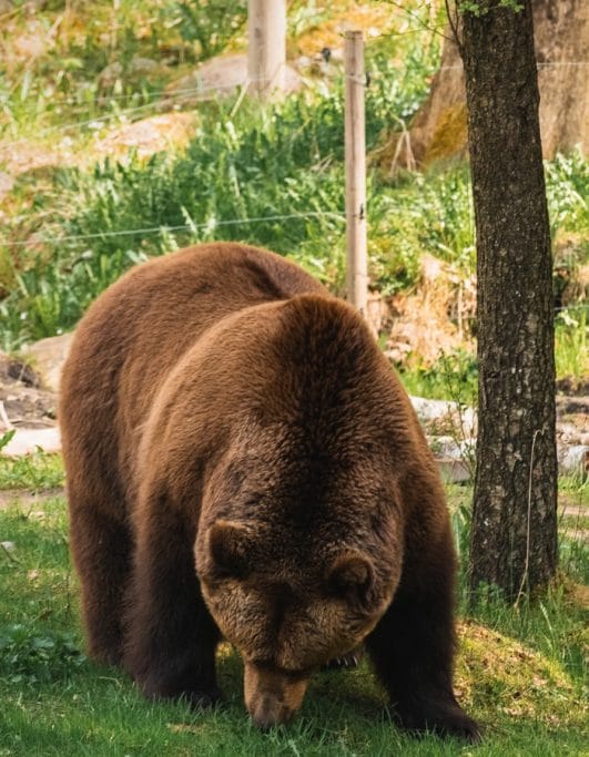 Russian Bear Names: 40+ Name Ideas for Russia's Grizzlies Bears